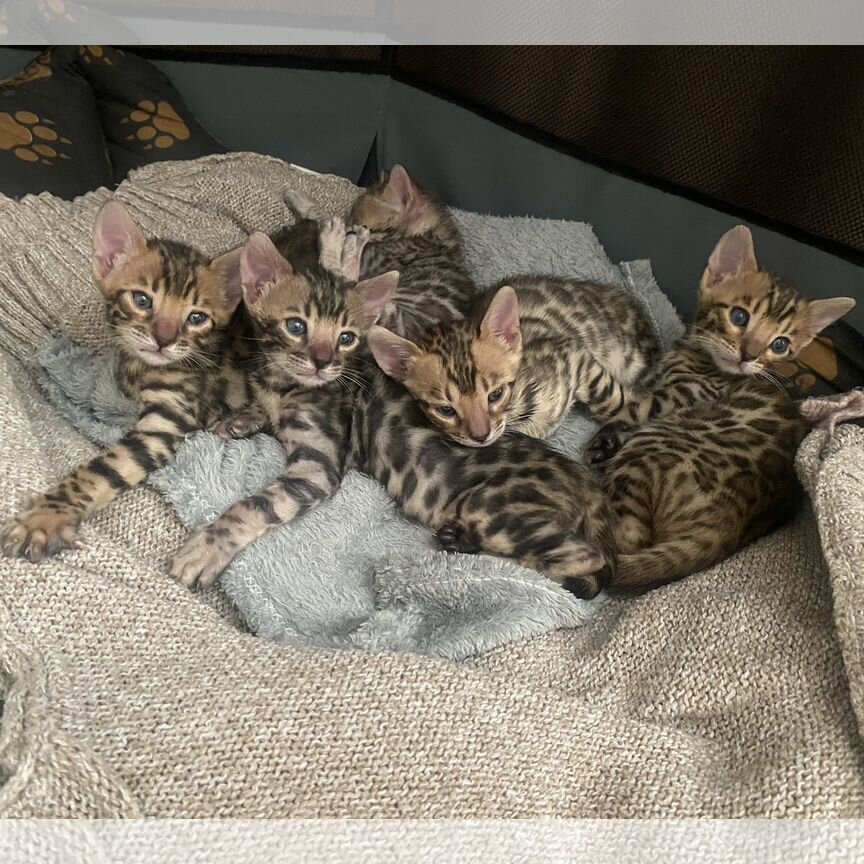 Бенгальские котята продажа