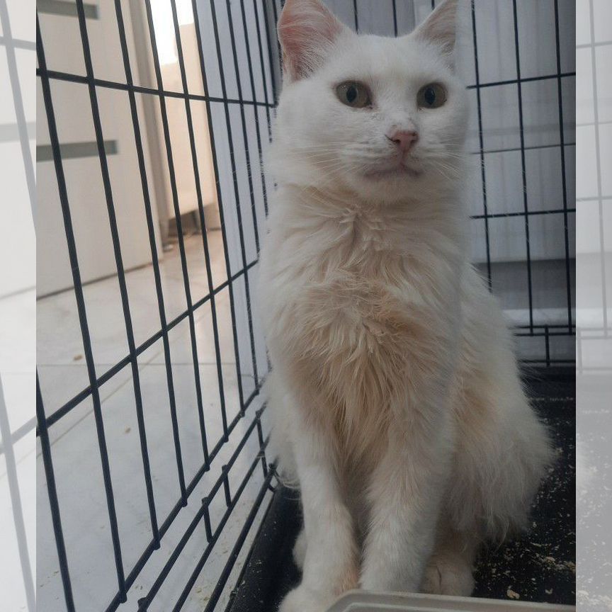 Кошечка в клетке 3 месяца