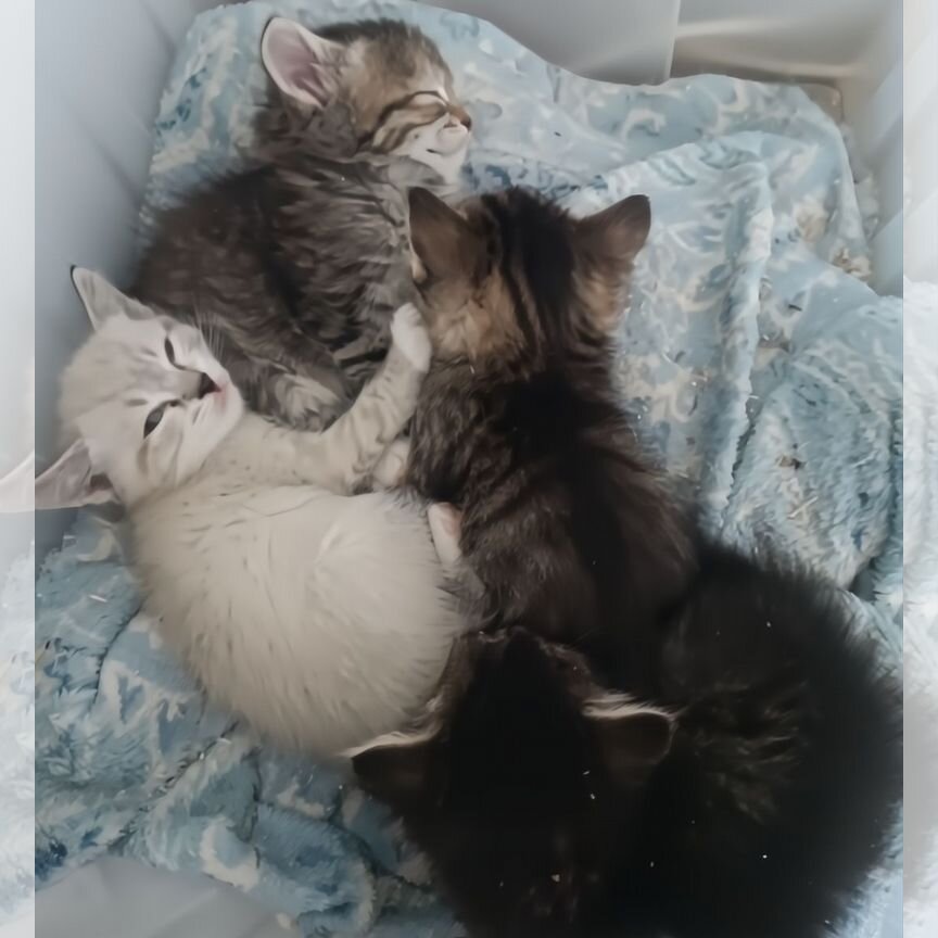 Котёнок в добрые руки