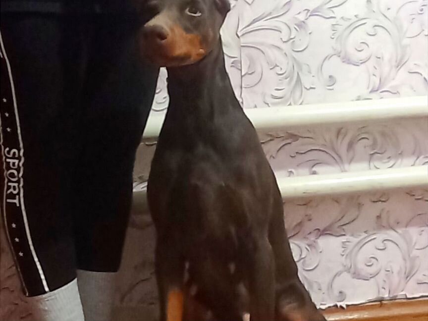 Доберман девочка отдается