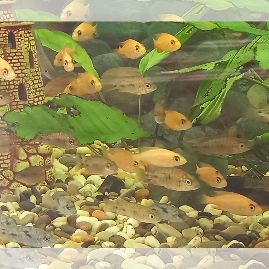 Аквариумные рыбки