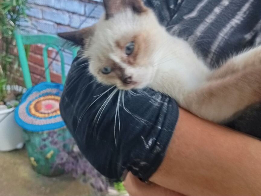 Котенок тайской кошки