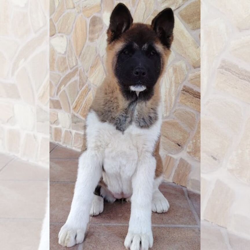 Американская акита, щенок