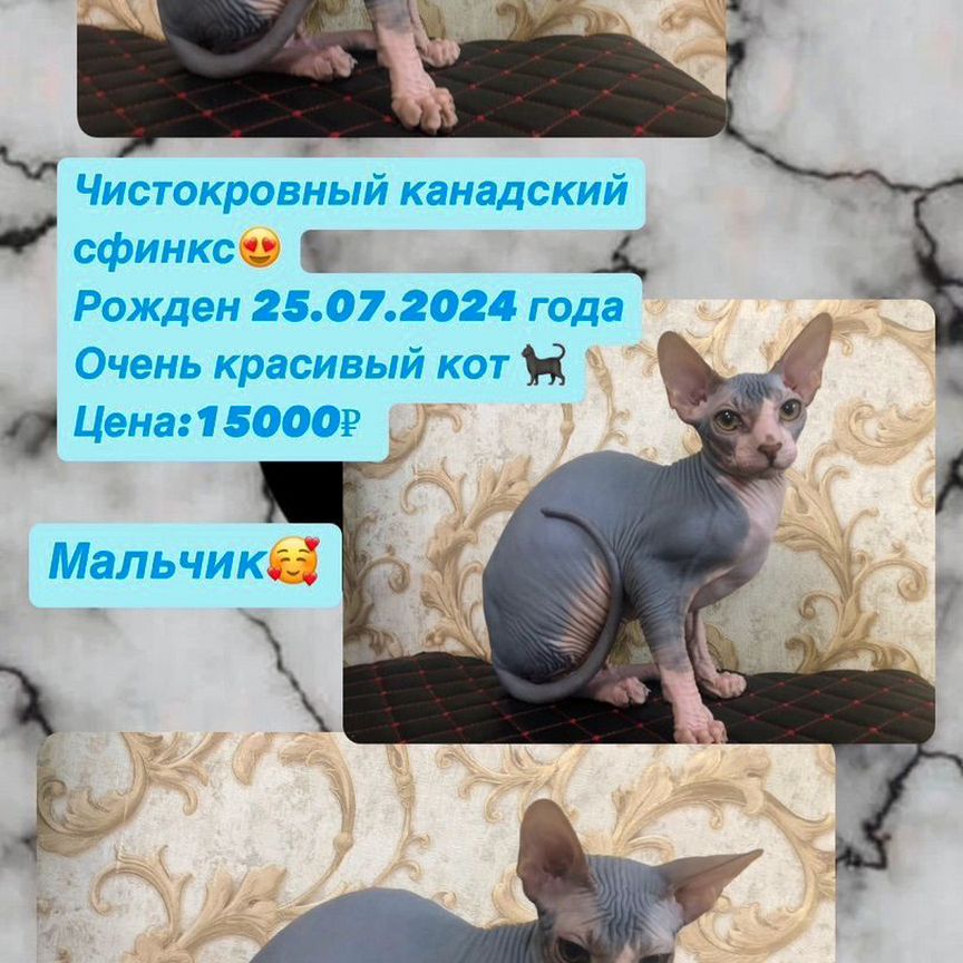 Канадский сфинкс