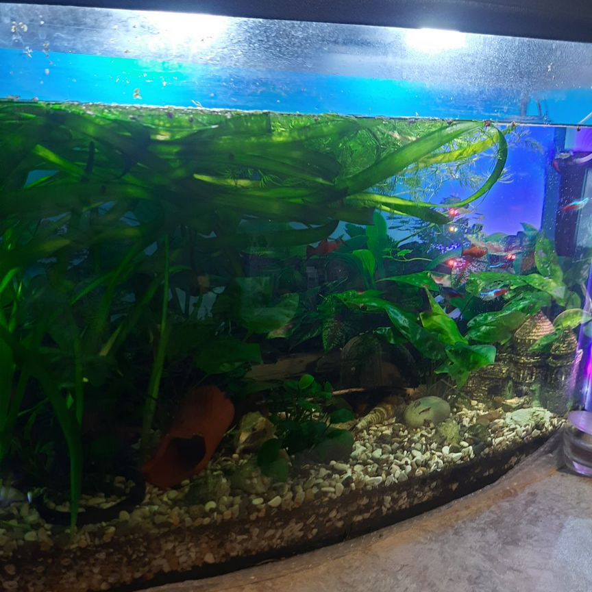 Готовый аквариум с рыбками
