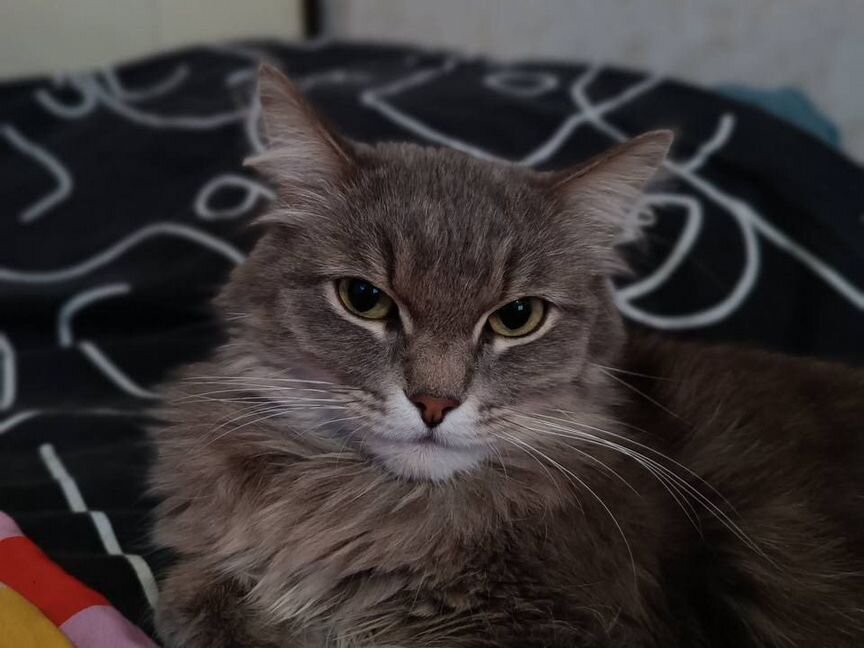 Сибирский кот