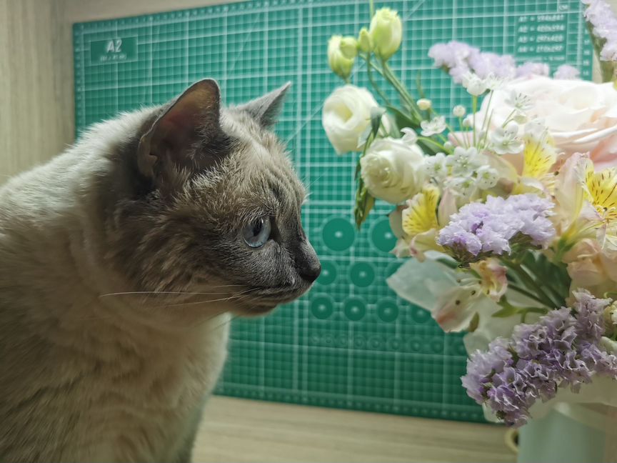 Кошки
