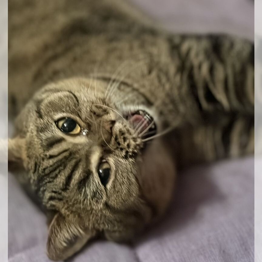 Взрослый кот от частного владельца