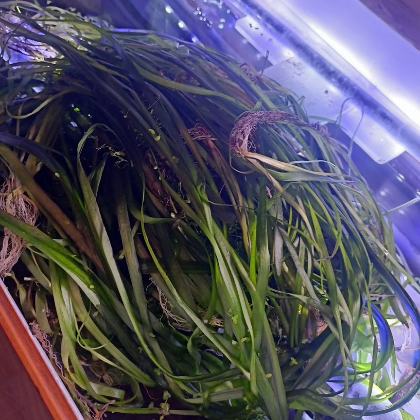 Аквариумные растения