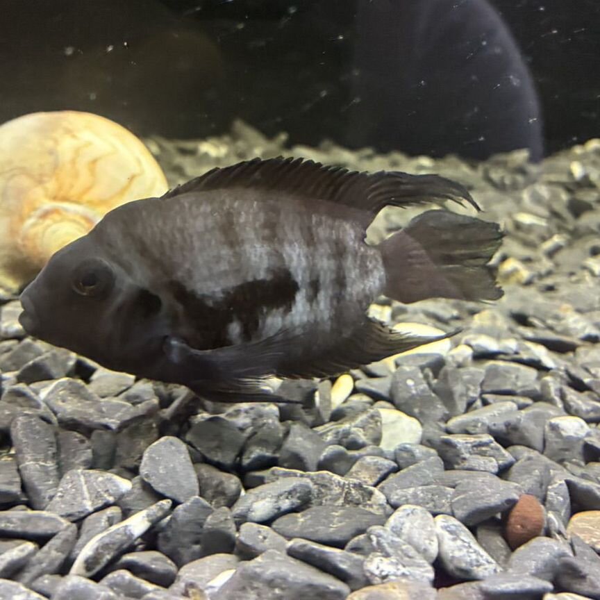 Чернополосая цихлазома