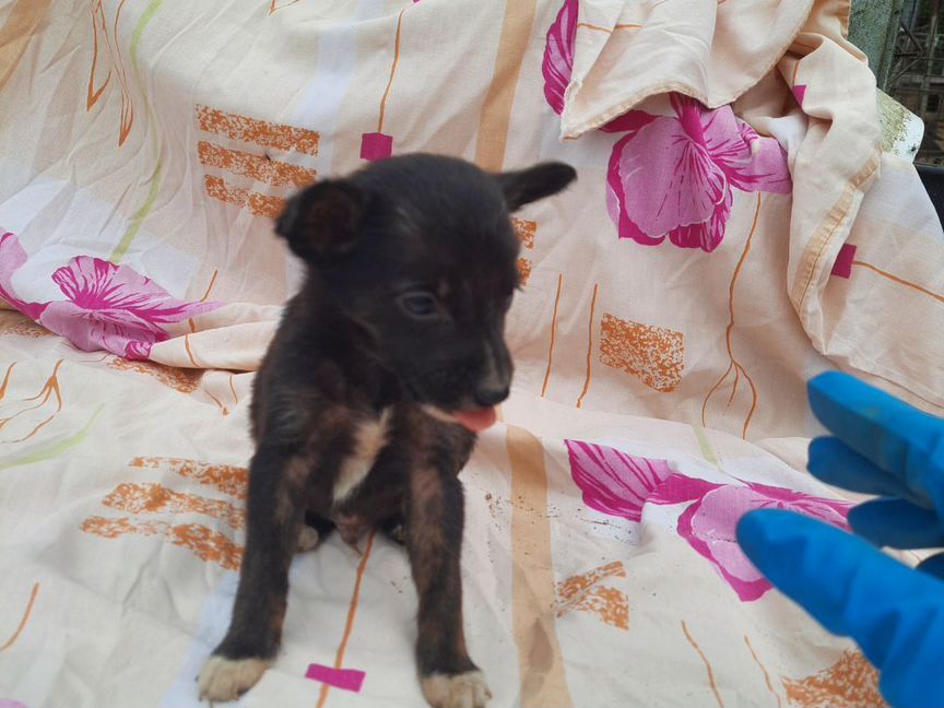 Щенок в добрые руки