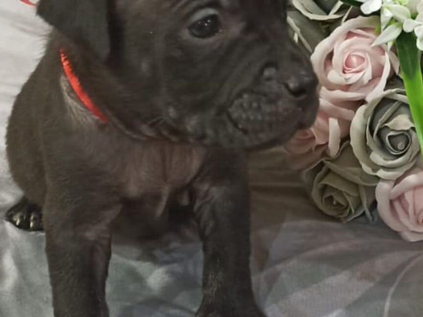 Ка де бо(девочка)