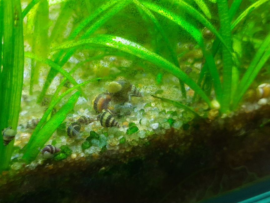 Хелены, хищные улитки против других улиток