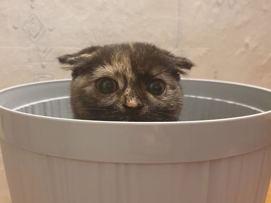Праздничные коты