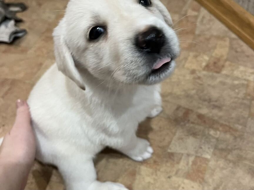 Щенок лабладора