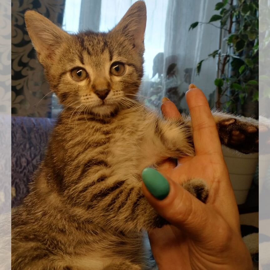 Котята