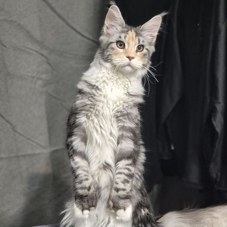 Котята мейн-кун полидакт