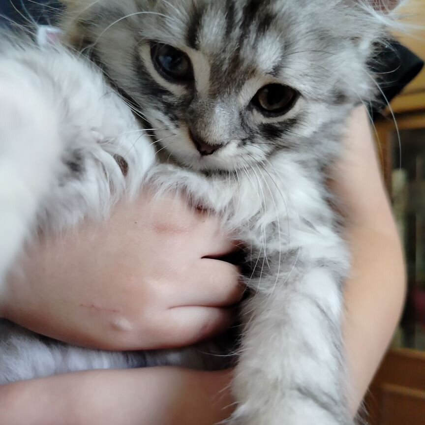 Котята