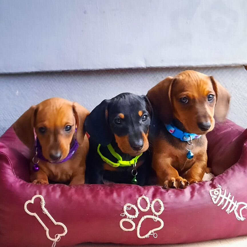 Малыши таксы