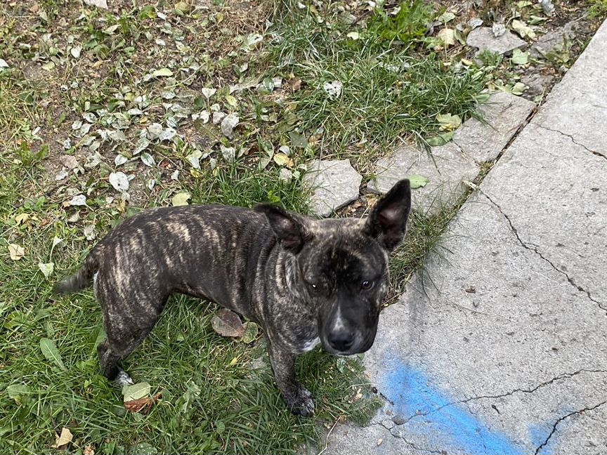 Стаффордширский терьер в добрые руки