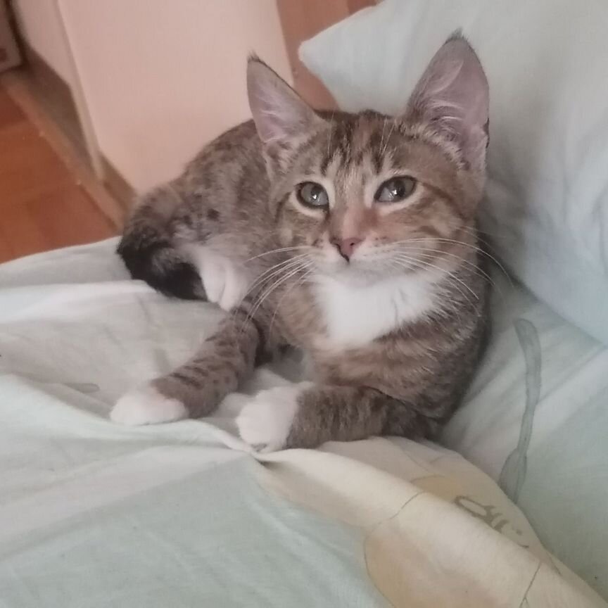 Котенок девочка 3 мес ищет дом
