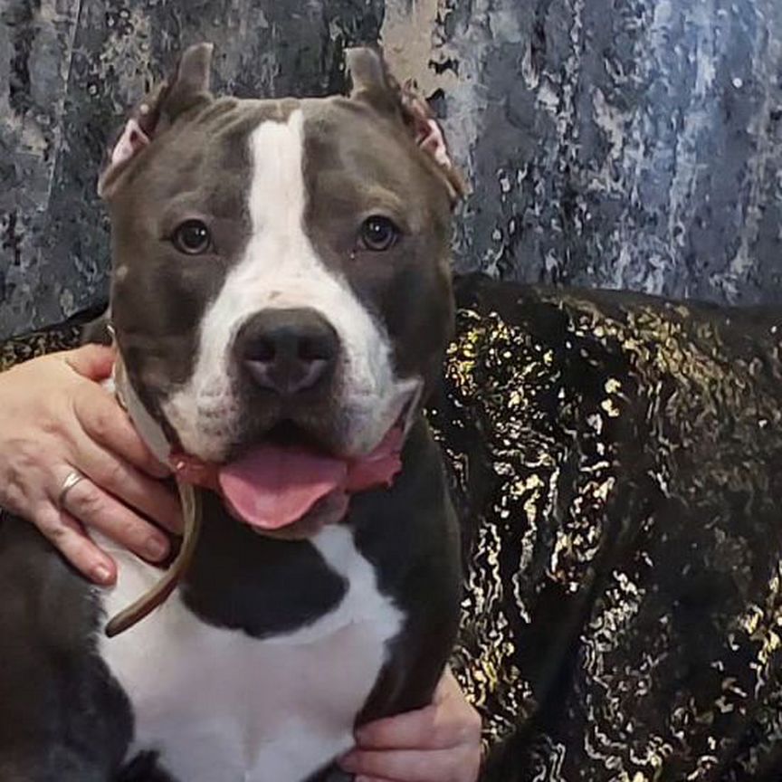 Американский булли