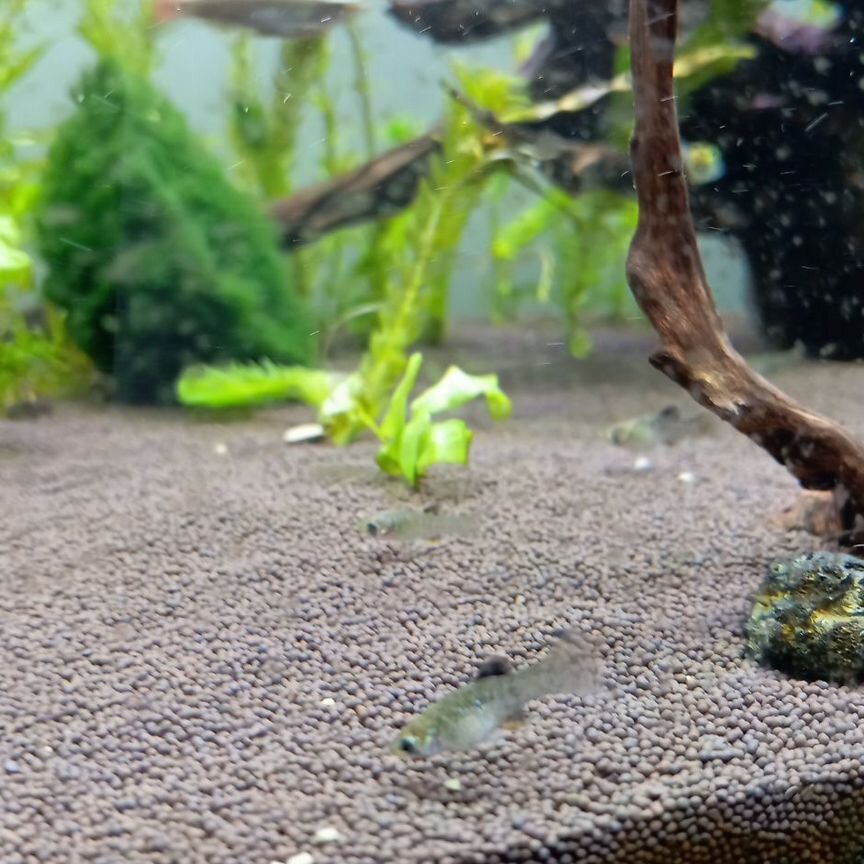 Мальки молинезий