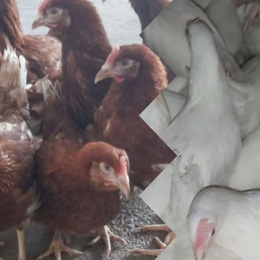 Куры молодки несушки родонит