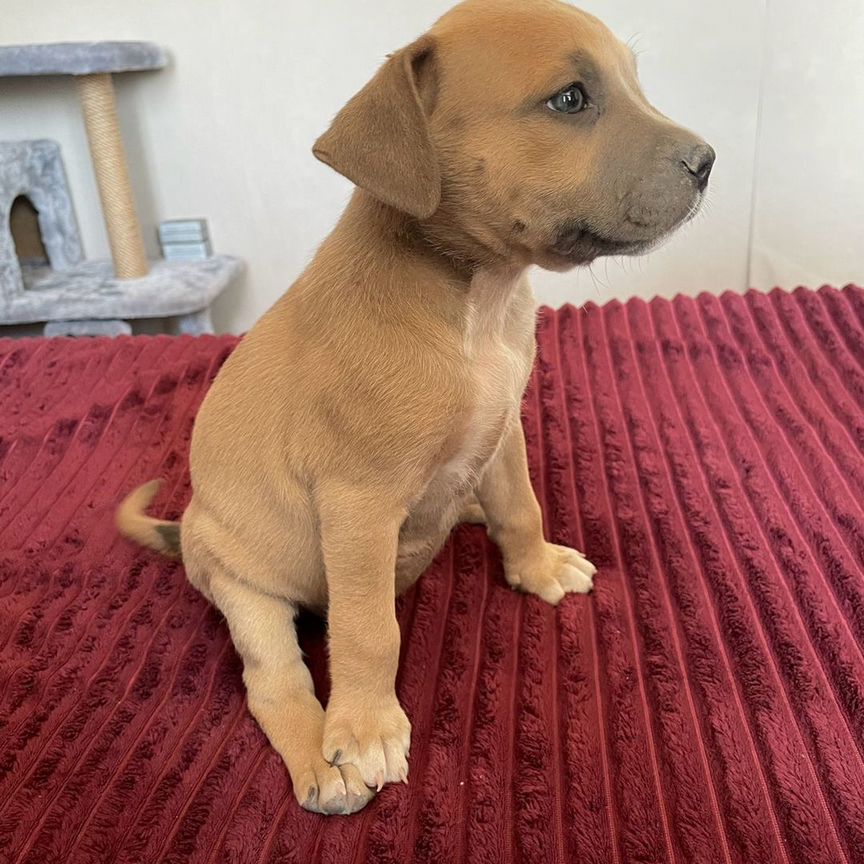 Щенки Амстаффа