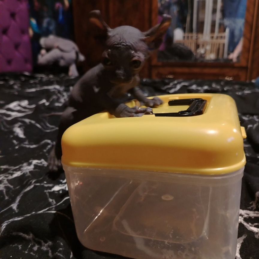 Канадский сфинкс котенок Эльф мальчик