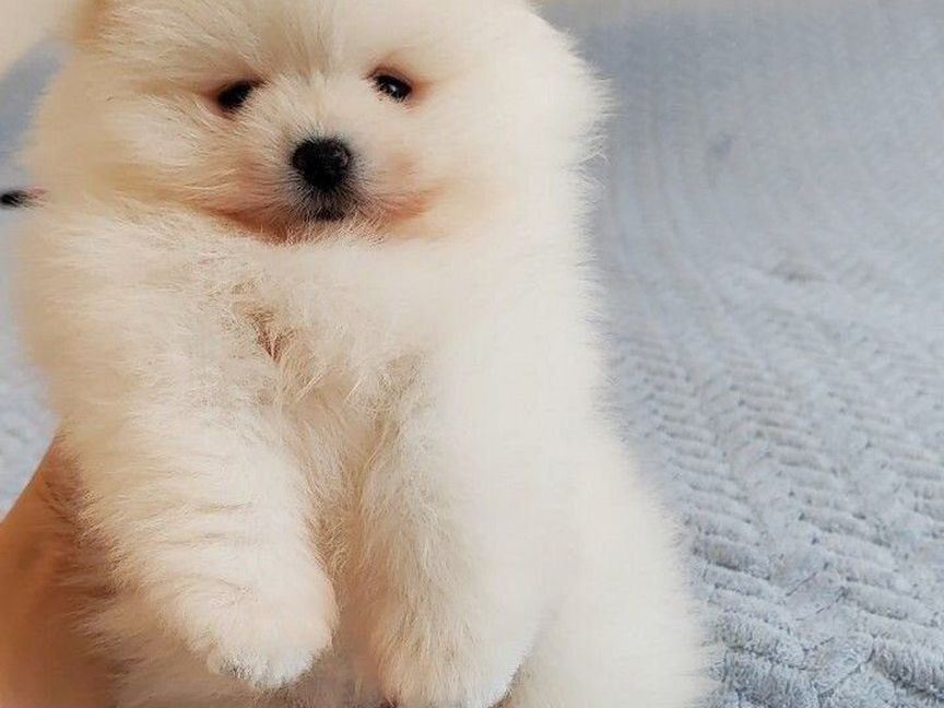 Померанский шпиц мини