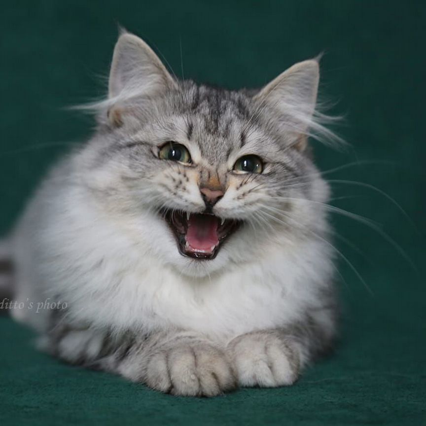 Котёнок из питомника