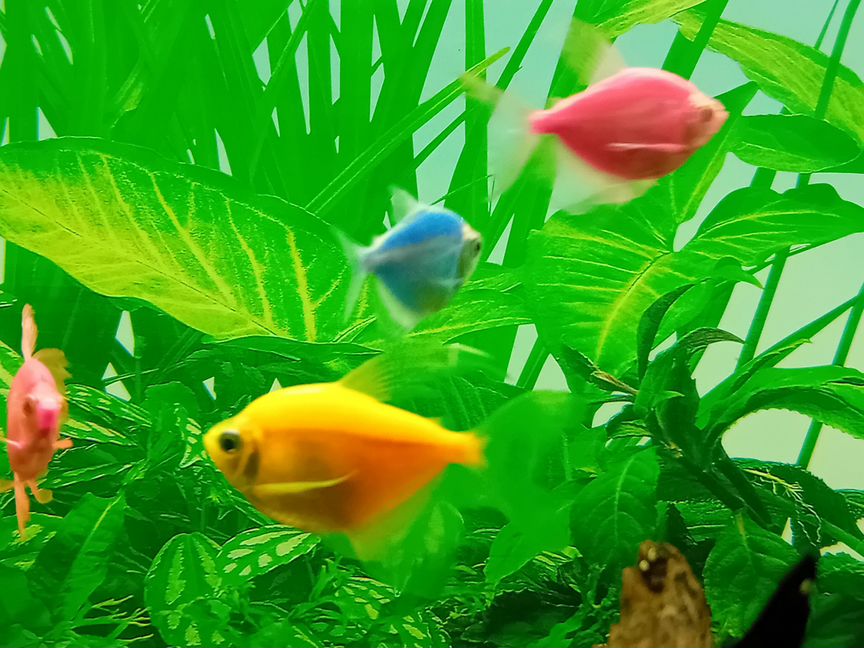 Аквариумные рыбки Тернеция Гло