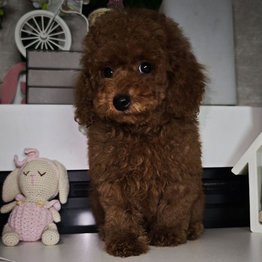 Той-пудель, щенок