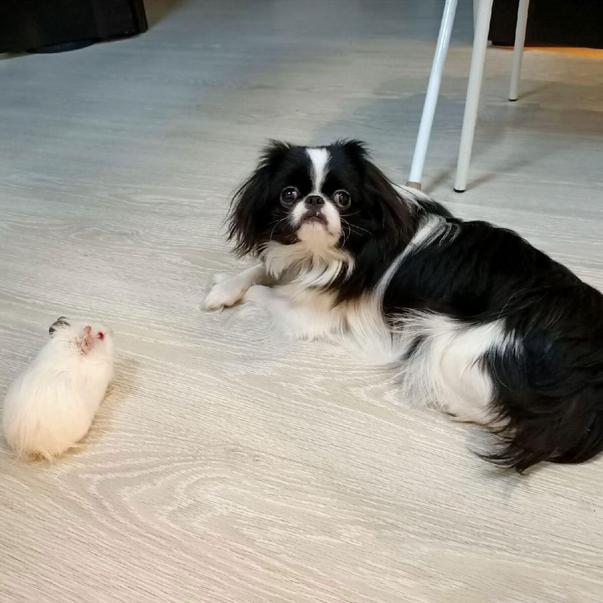 Балуша 4 года