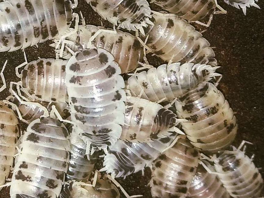 Мокрицы Porcellio laevis “Dairy Cow” и “Orange”