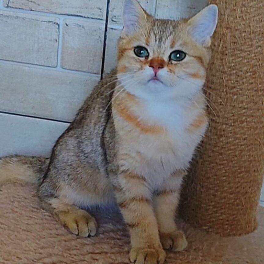 Шотландский золотой котик. Шотландские котята