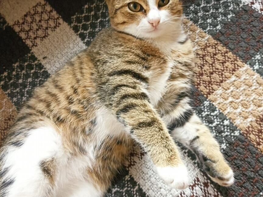 Котенок ласковая кошечка