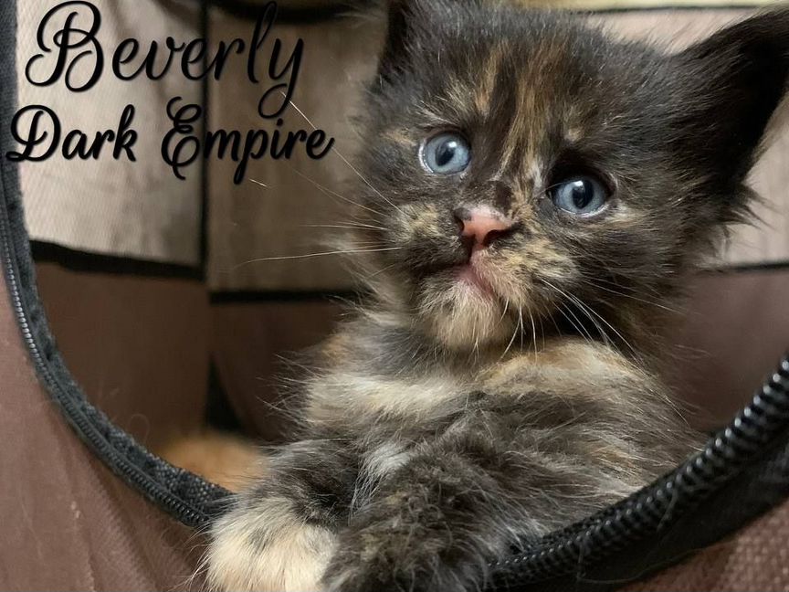 Котята мейкун