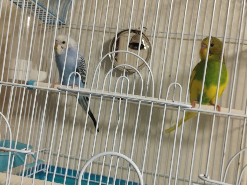 Волнистый попугай