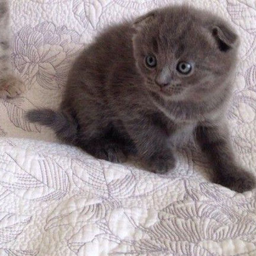 Шотландский вислоухий короткошёрстный котёнок