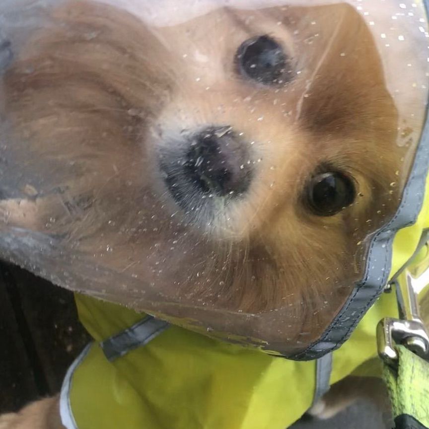 Дождевик для собаки S с капюшоном