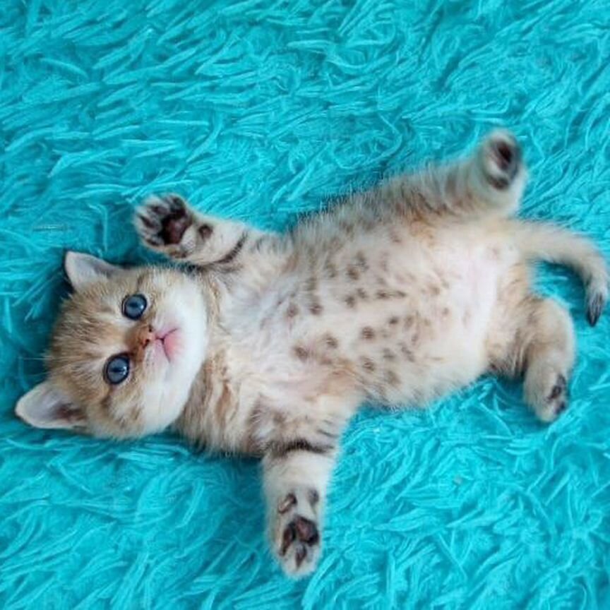 Золотой пятнистый красавчик