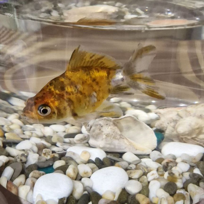 Риукин ситцевый (золотая рыбка)