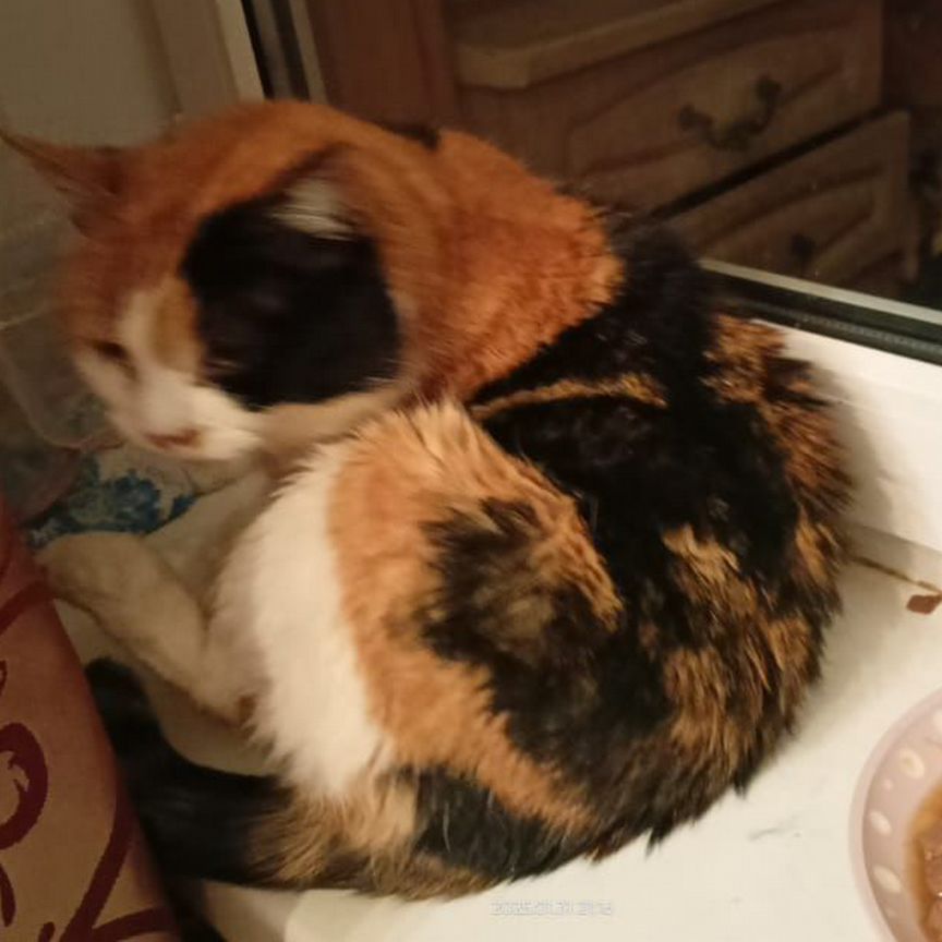 Кошечка трёхцветная осталась без хозяйки и семьи