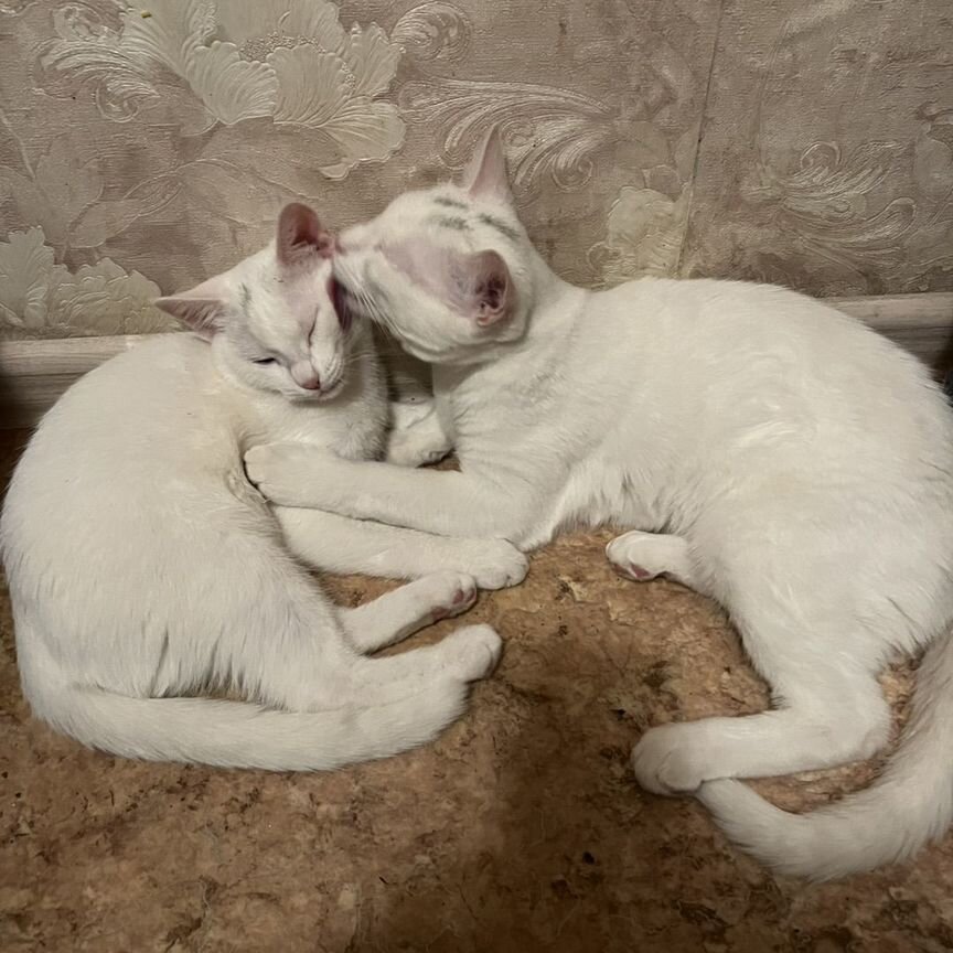 Кошечка и котик турецкая внгора