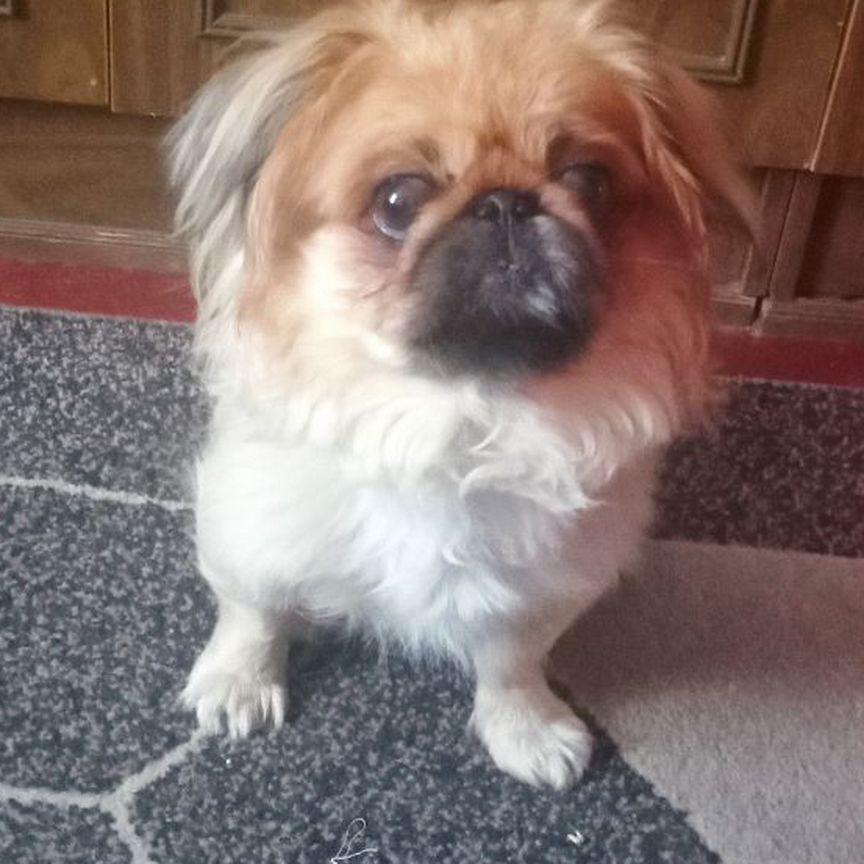 Вязка пекинеса