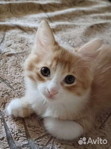 Котенок в добрые руки