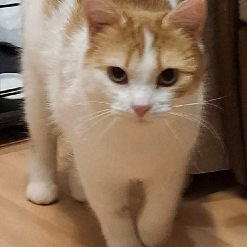Ласковая кошечка ищет дом