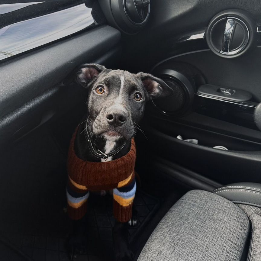 Американский питбультерьер, щенок